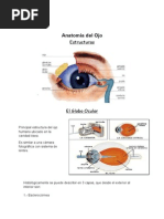 Fondo de Ojo Normal | PDF | Ojo humano | Oftalmología