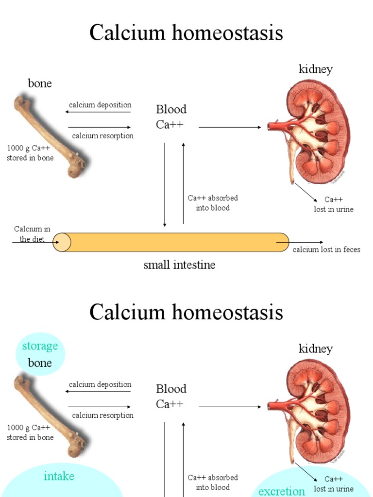 Calcium Homeostasis and Bone Health | PDF