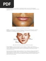 Region Geniana | PDF | Cabeza y cuello humanos | Anatomía humana