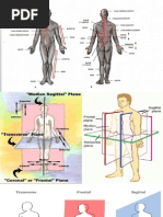 Istilah Istilah Regio Tubuh Manusia | PDF | Kajian Bahasa Asing | Sains ...