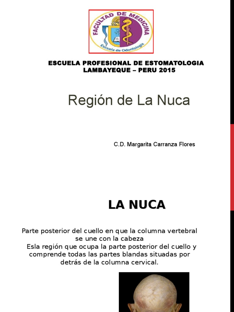 Clase 4 Region de La Nuca | PDF | Anatomia animal | Sistema ...