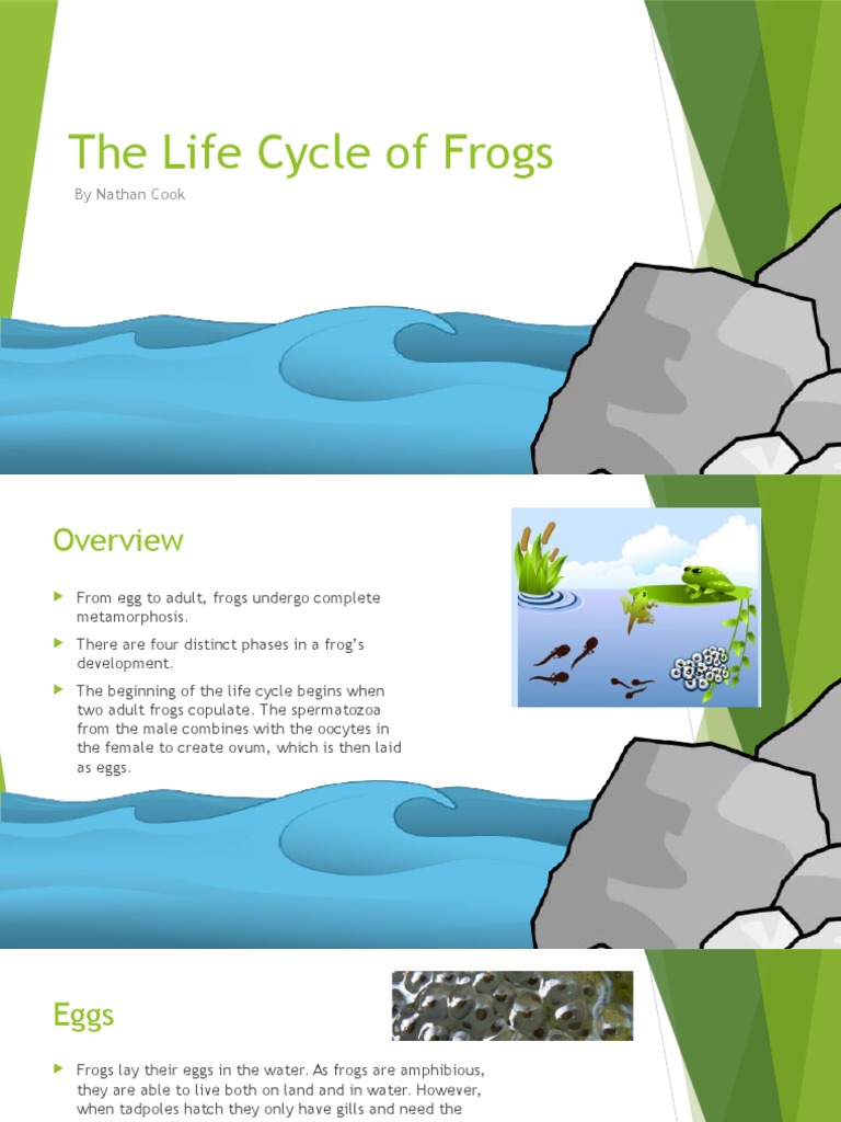 Frog Life Cycle: From Egg to Adult | PDF | Science & Mathematics