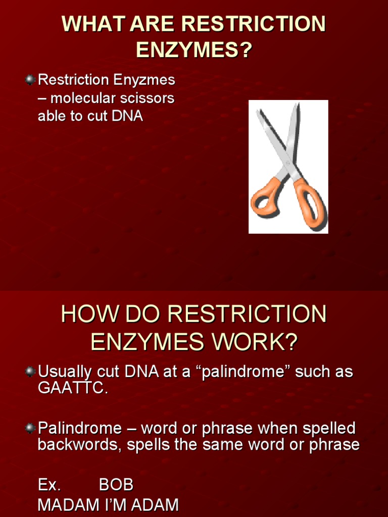 Restriction Enzymes | PDF | Restriction Enzyme | Dna