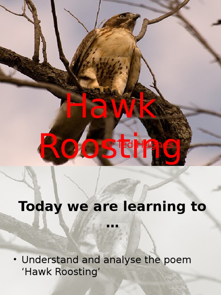 Hawk Roosting by Ted Hughes | Poetry | Philosophical Science