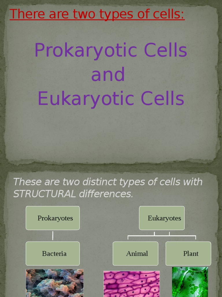 Prokaryotic Cells and Eukaryotic Cells: There Are Two Types of Cells ...