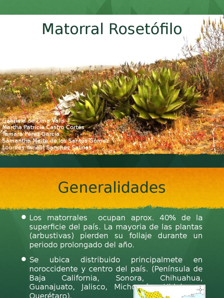 Matorral-Rosetófilo | Desierto | Plantas