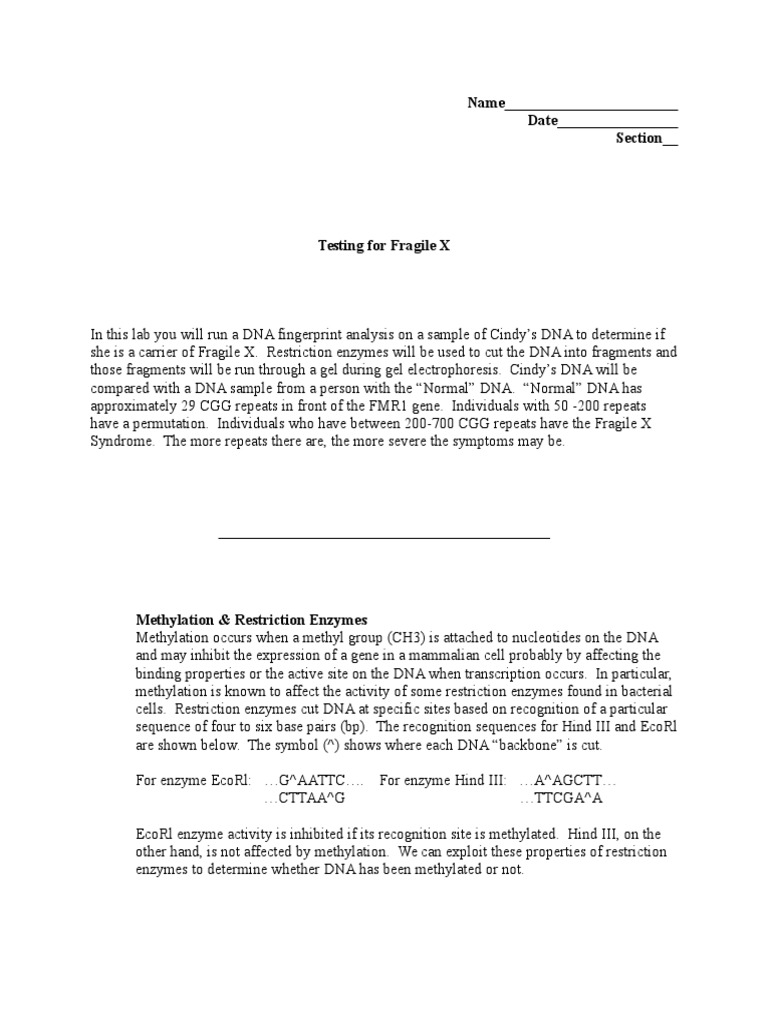 Fragile X Lab | PDF | Dna Methylation | Restriction Enzyme