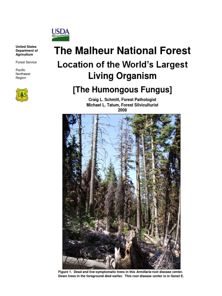 Humongous Fungus, On The Malheur National Forest, Oregon | PDF | Bark ...