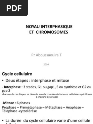 Mitose Interphasique 4 DIVISIONS CELLULAIRES