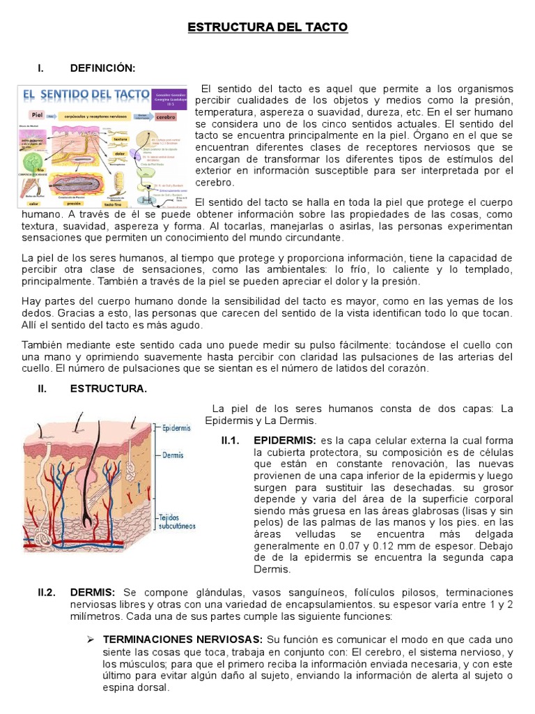 Estructura Del Tacto | Piel | Órgano (anatomía)