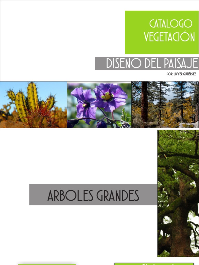 Catalogo Vegetación en México | Romero | Arboles