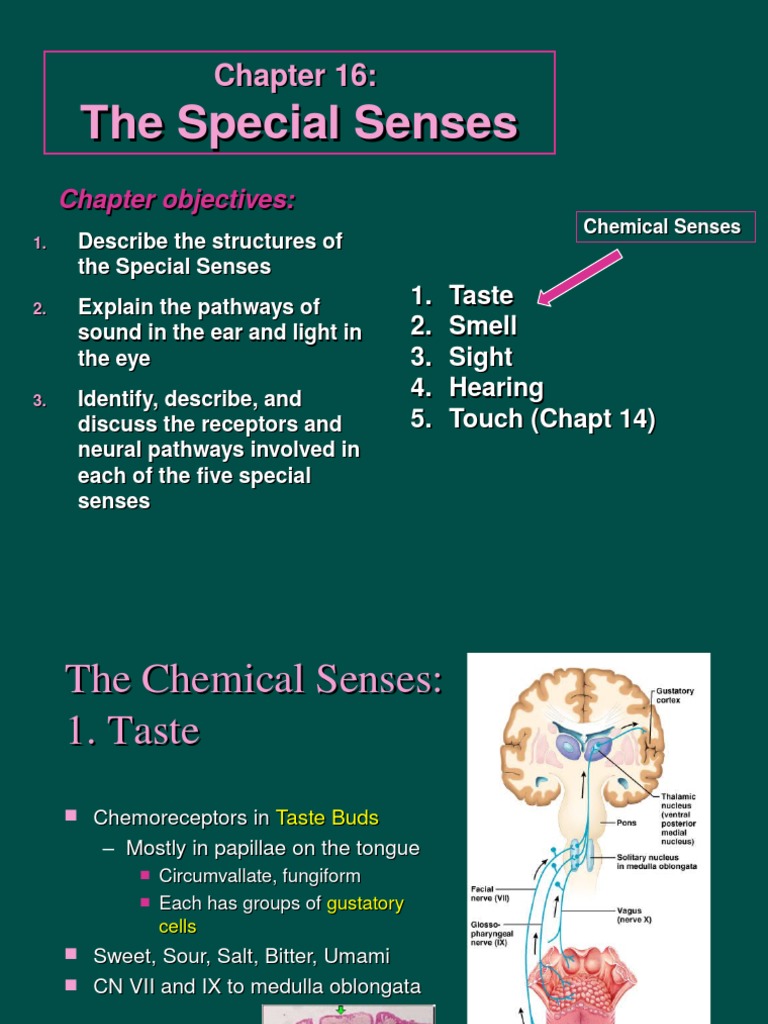 Physiology of The Special Senses | PDF | Ear | Auditory System