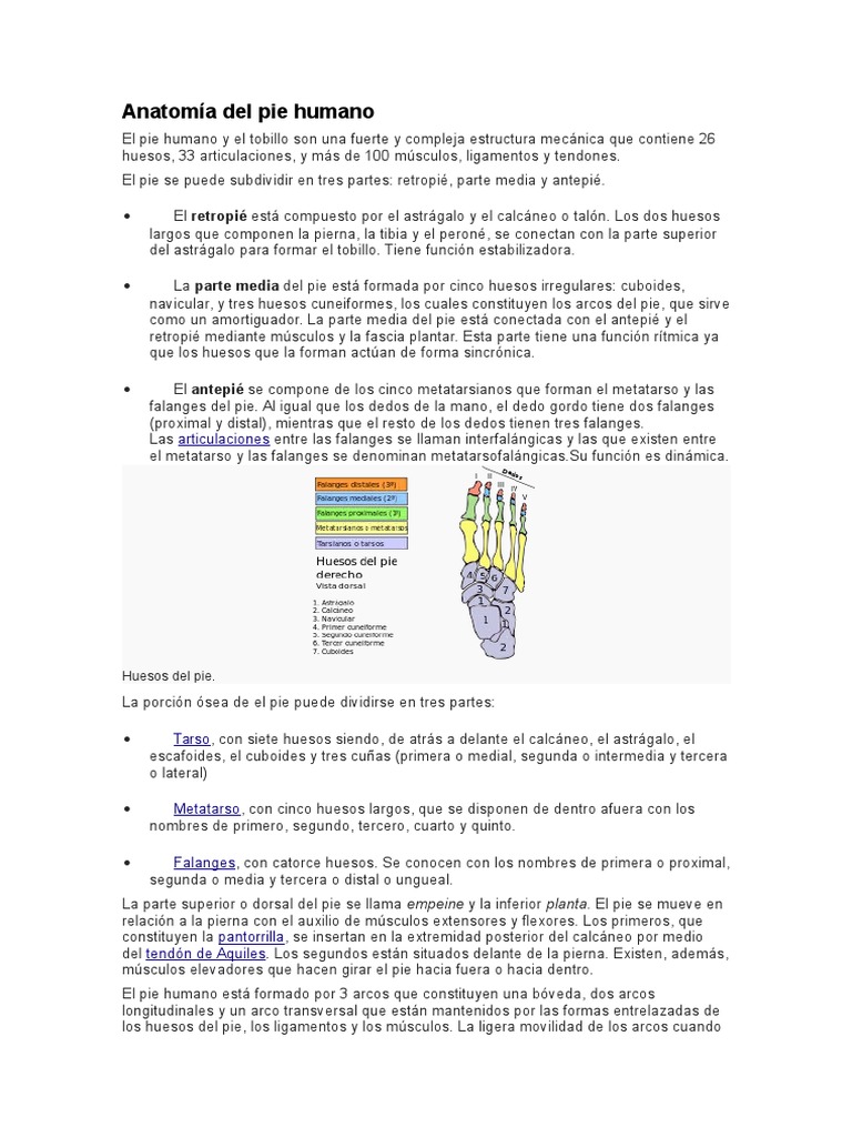 Anatomía Del Pie Humano | PDF | Pie | Sistema esquelético