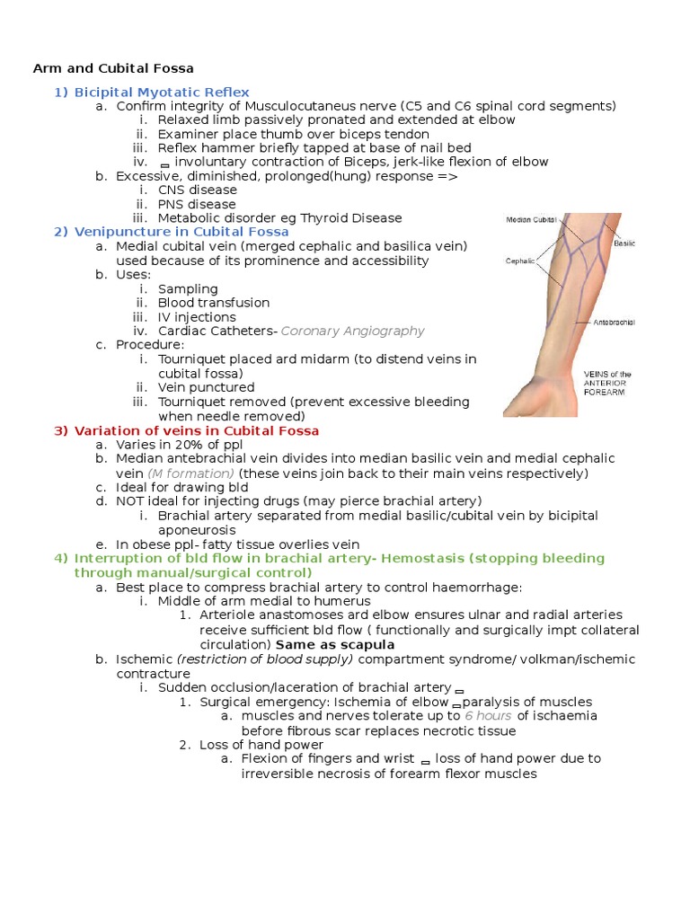 Arm and Cubital Fossa v2 | PDF | Arm | Limbs (Anatomy)