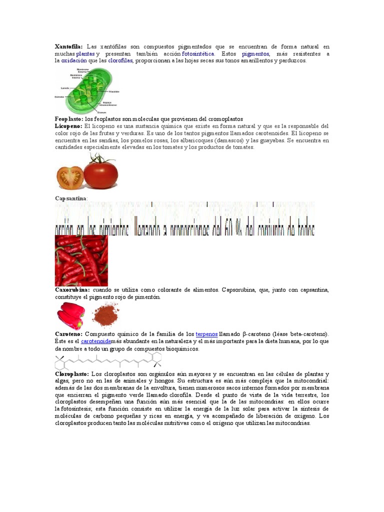 Xantofila | PDF | Fotosíntesis | Cloroplasto