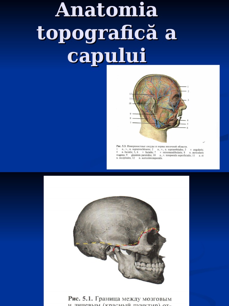 Anatomia Topografica A Capului | PDF
