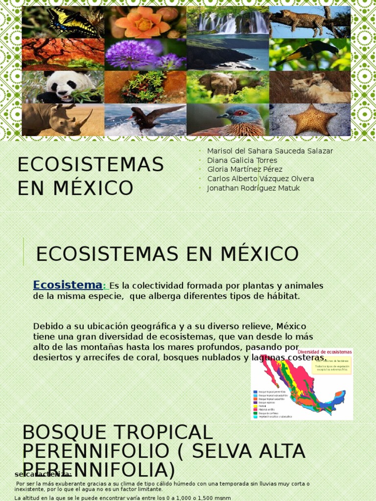 Ecosistemas en México | PDF | Selva | Los bosques