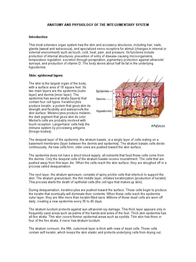 Integumentary System Overview | PDF | Skin | Epidermis