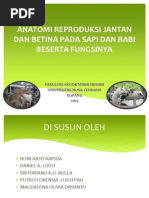 Gambar Alat Reproduksi Sapi Betina | PDF