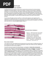 Estructura y función de la placa motora | PDF | Unión neuromuscular ...