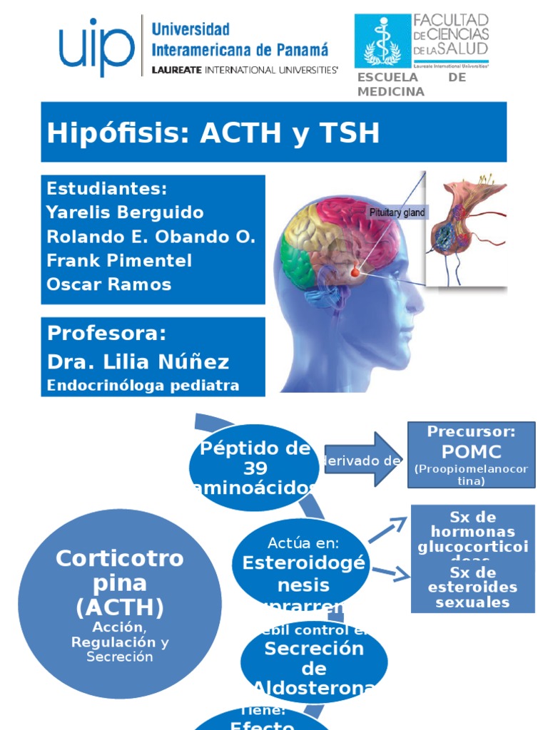 Hipófisis: ACTH y TSH | Hormona adrenocorticotrópica | Hormona ...