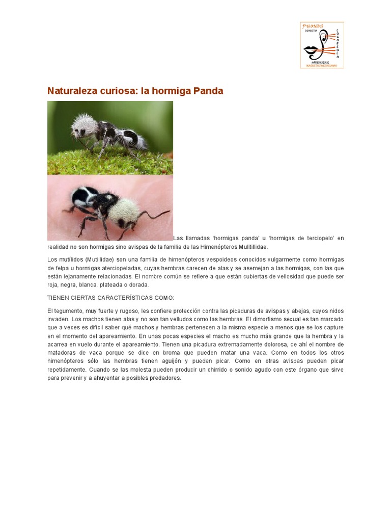 La Hormiga Panda | PDF