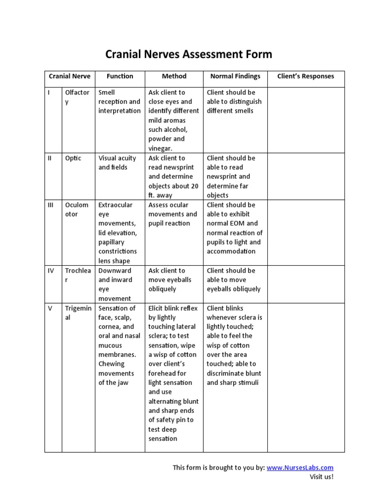 Cranial Nerves Assessment | PDF | Senses | Anatomy
