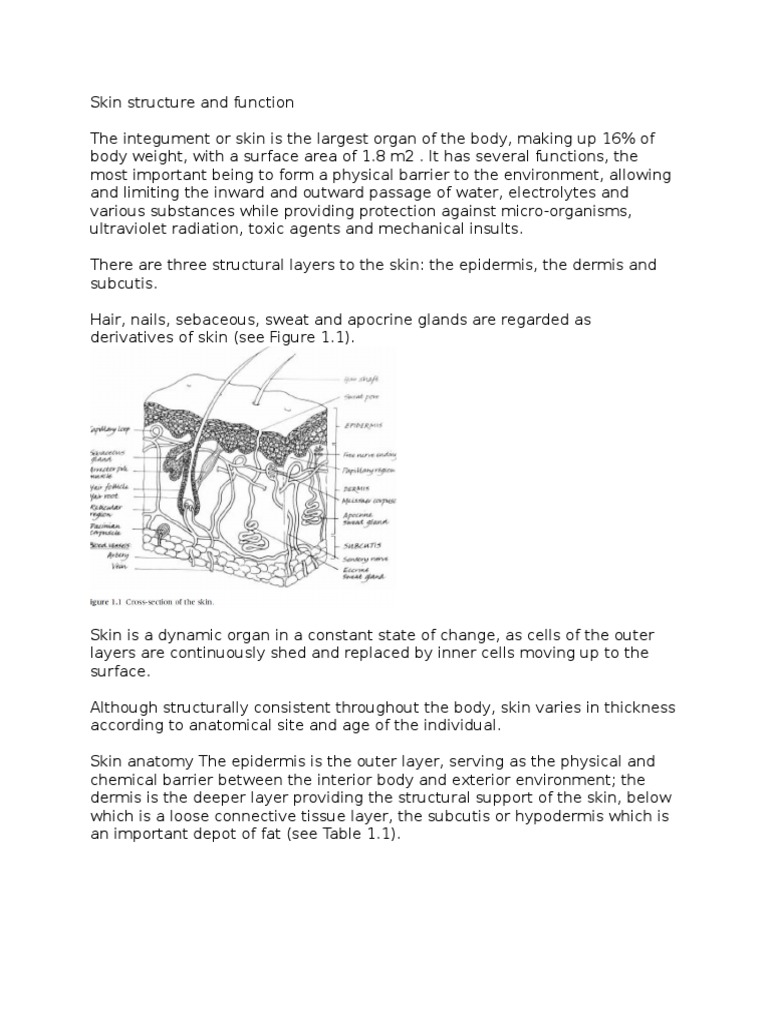 Skin Structure and Function | PDF | Skin | Epidermis