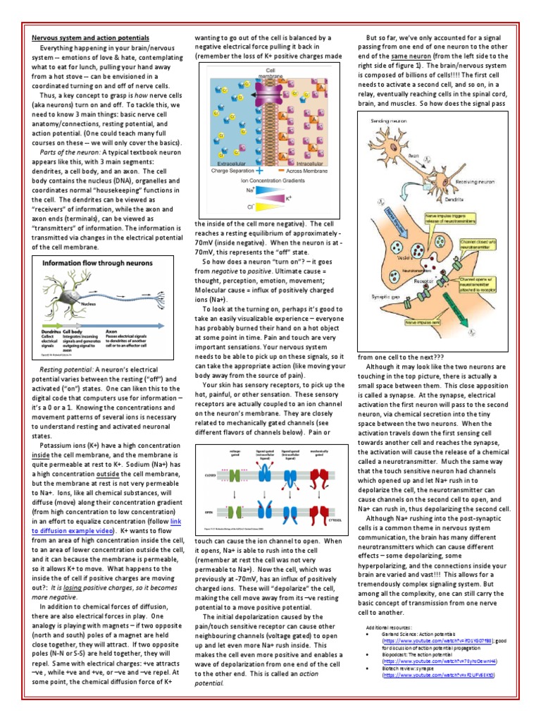 Nervous System | PDF | Neuron | Depolarization