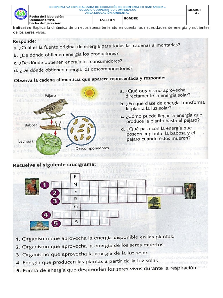 Taller sobre flujo de energía en ecosistemas | PDF | Ciencia y matemáticas