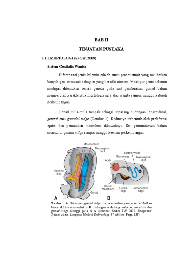 Embriologi Sistem Genitalis Wanita | PDF | Ilmu Sosial | Kesehatan Holistik