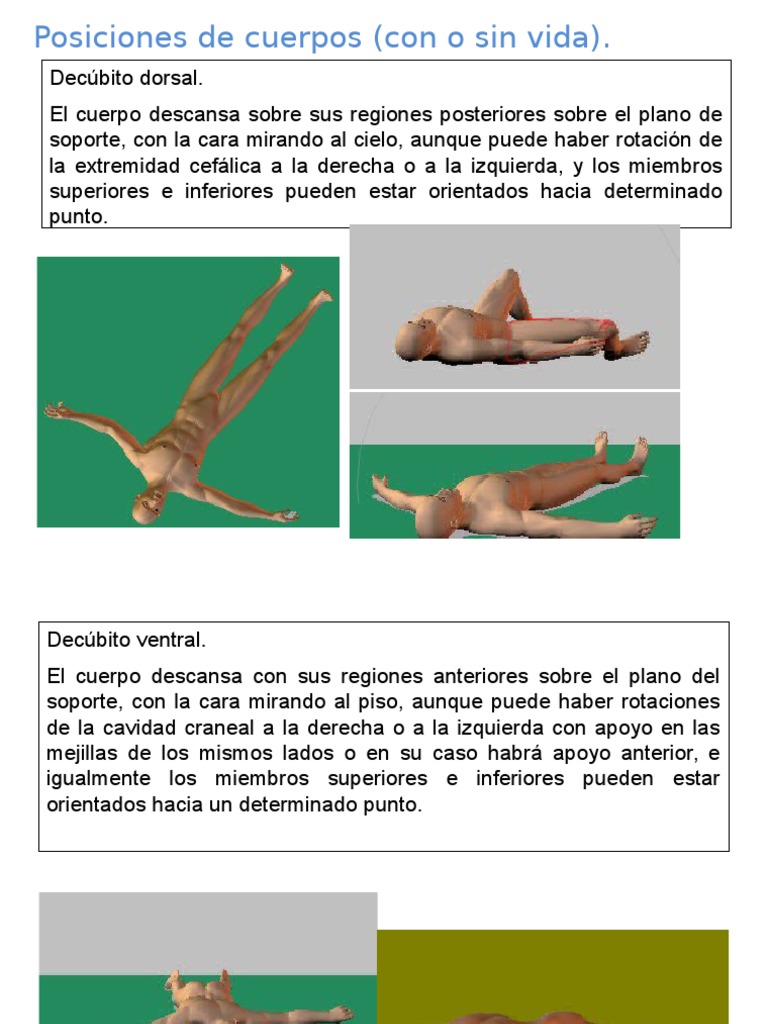 Posicion Cadaveres | PDF | Términos anatómicos de ubicación | Science
