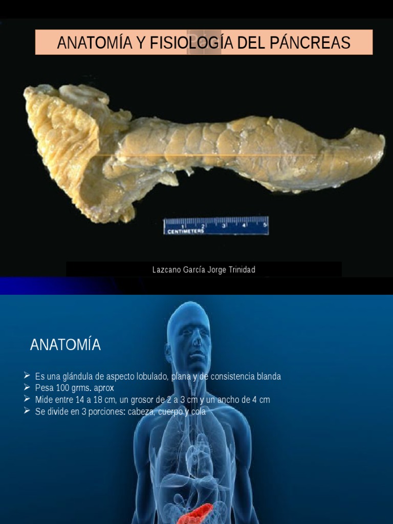 Anaomia y Fisiologia Del Pancreas. GASTROENTEROLOGIA | PDF | Páncreas ...