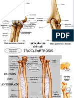INFORME ECOGRAFICO Codo y Hombro | PDF