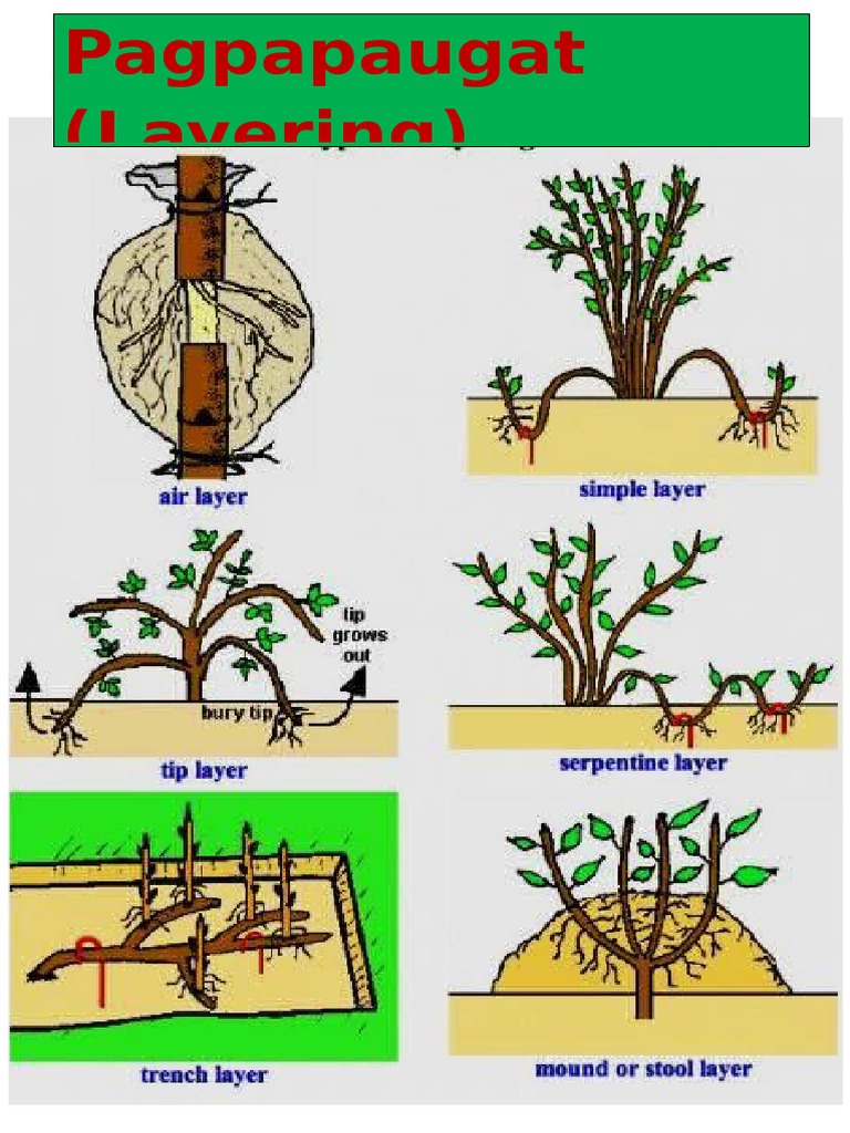 Paraan NG Pagpaparami NG Halaman Epp Decorations | PDF Paraan NG Pagpaparami NG Halaman Epp Decorations | PDF