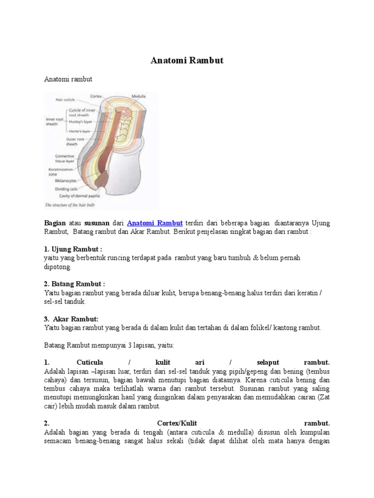 Anatomi Rambut | PDF