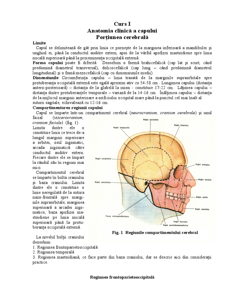 Anatomia Topografica A Regiunii Cerebrale A Capului | PDF
