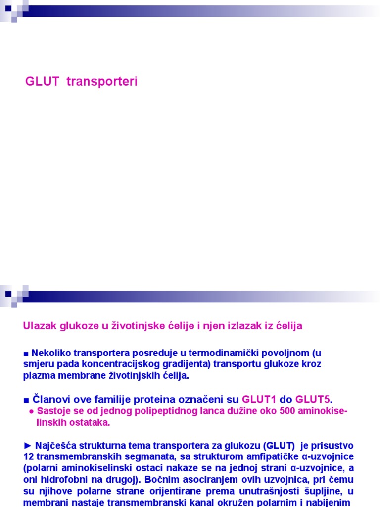 GLUT Transporteri | PDF