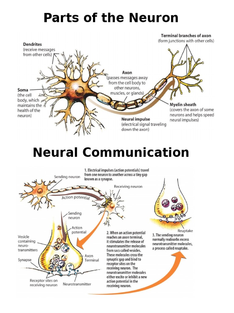 Neuron Diagrams | PDF