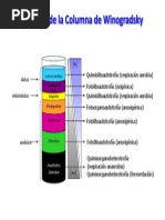 Cultivo Axénico | PDF