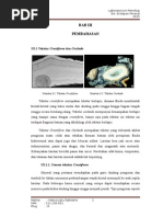 Alterasi Hidrotermal | PDF