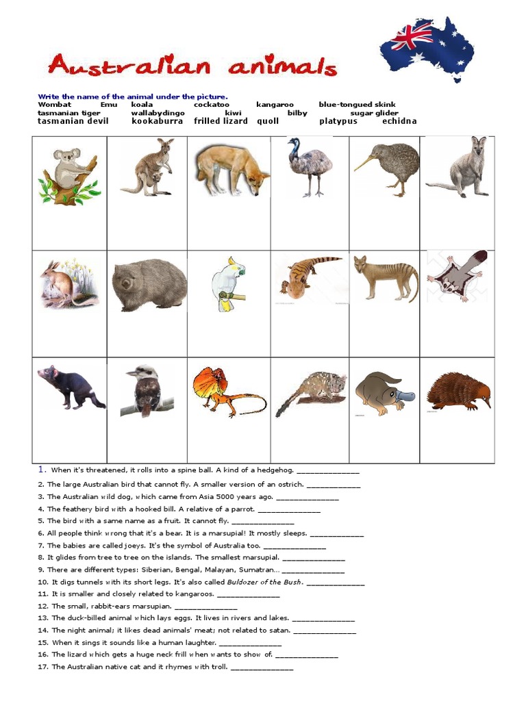Australian Animals Worksheet | PDF | Marsupials | Fauna Of Australia
