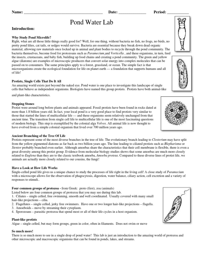Microscopic Organisms In Pond Water