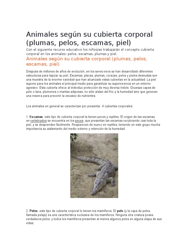 Animales Según Su Cubierta Corporal | Pluma | Mamíferos