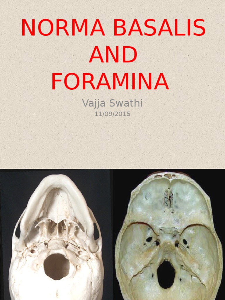 Skull Base Anatomy Overview | PDF | Science & Mathematics