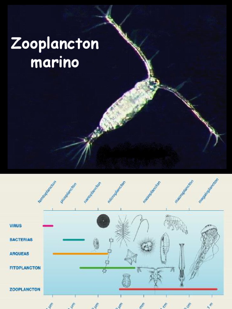 Tipos y características del zooplancton marino | PDF | Plancton | Zoología