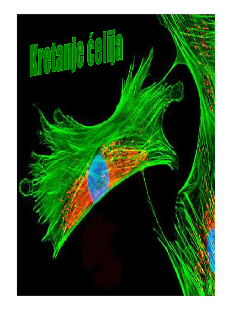 Kretanje Celija | PDF