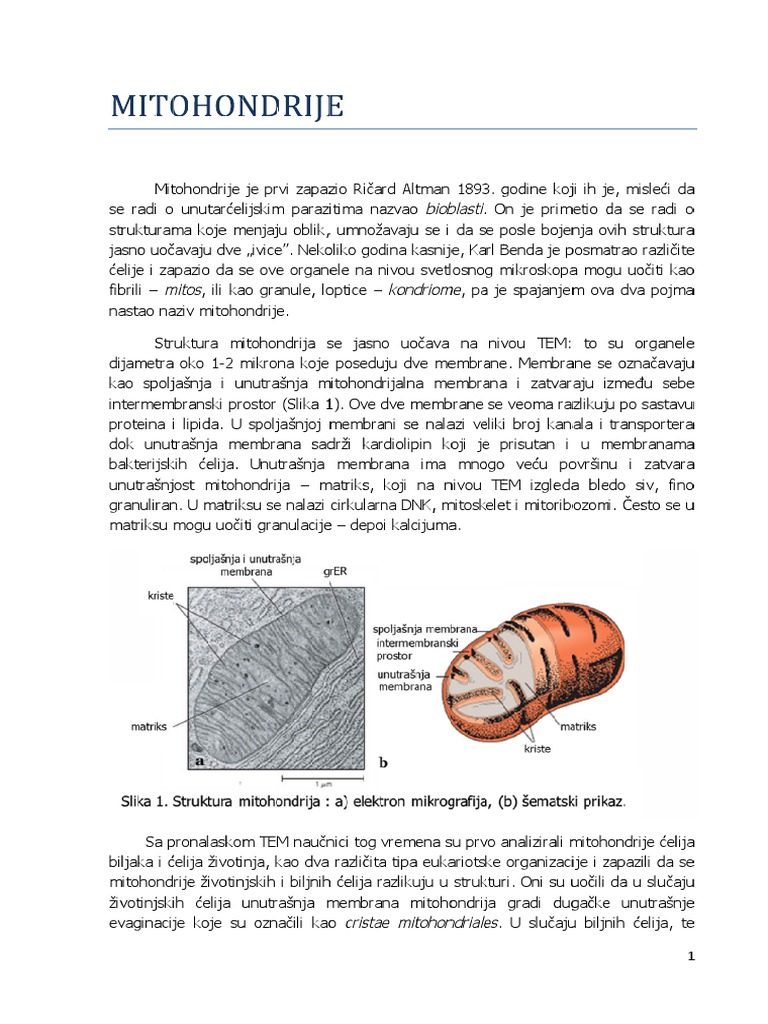 Mitohondrije | PDF