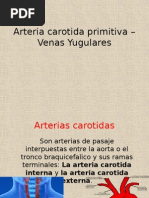 Arco de Riolano | PDF | Tinción | Anatomía