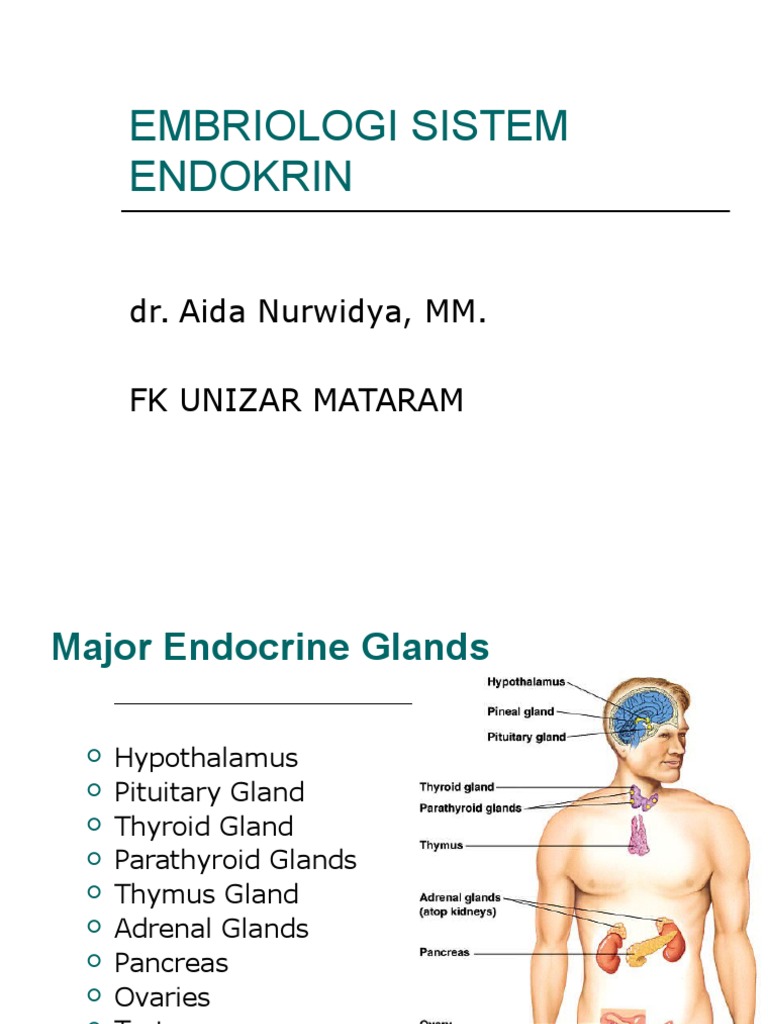 Embriologi Sistem Endokrin | PDF | Griya & Taman | Kesehatan Holistik